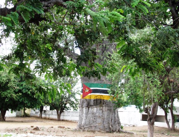 O Imbondeiro que caíu… – “Xipalapala” de João de Sousa | BigSlam